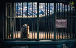 Should Zoos Be Banned? The Ethics Debate - Sustainspire